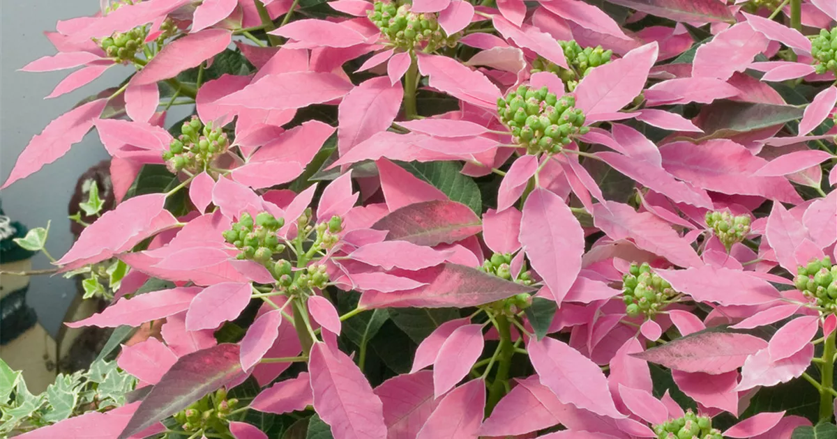 Euphorbia pulcherrima, rosa - BAUHAUS E-Business GmbH & Co. KG